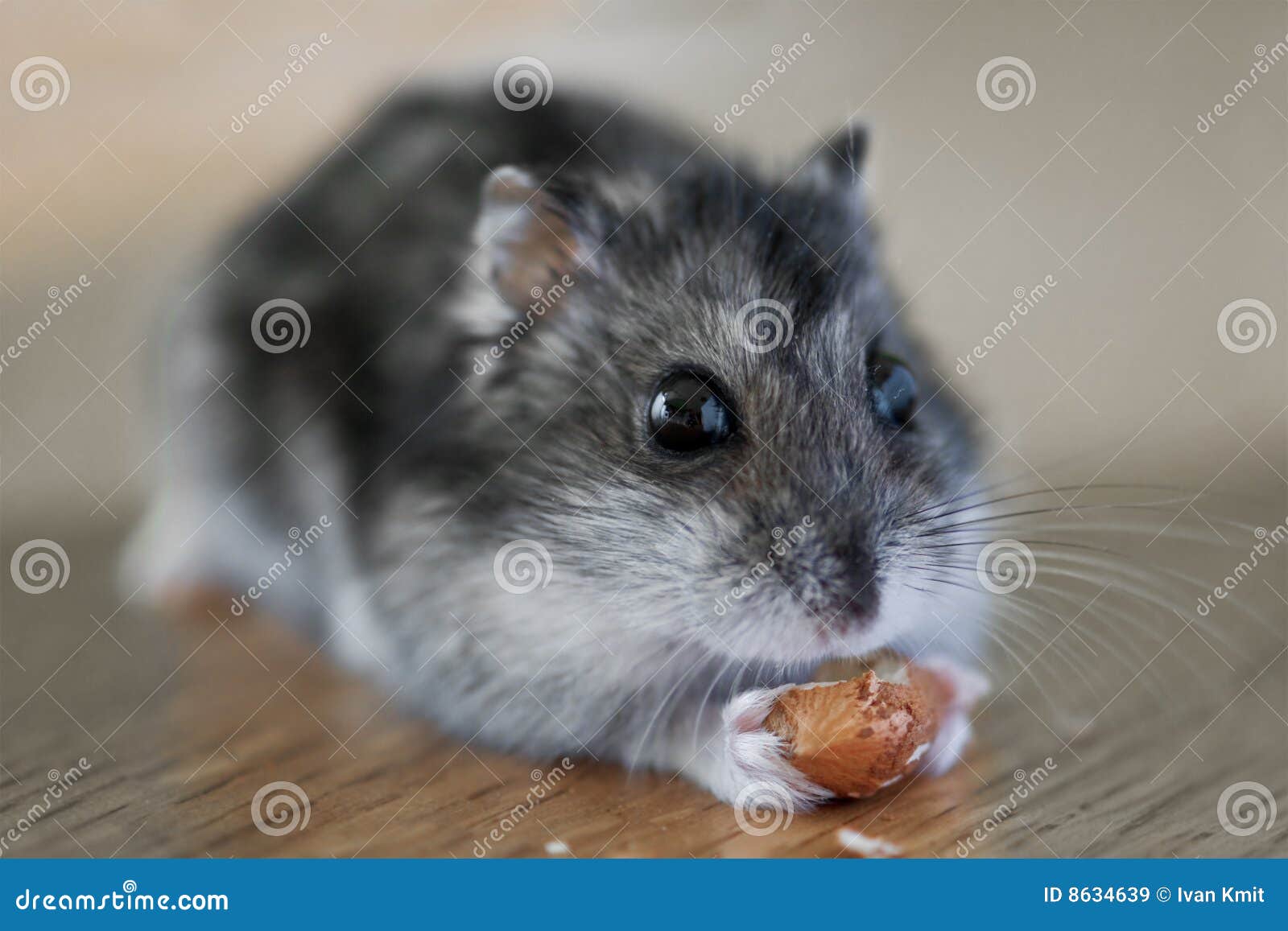 Hamster stock image. Image of gray, portrait, hungry, curiosity - 8634639