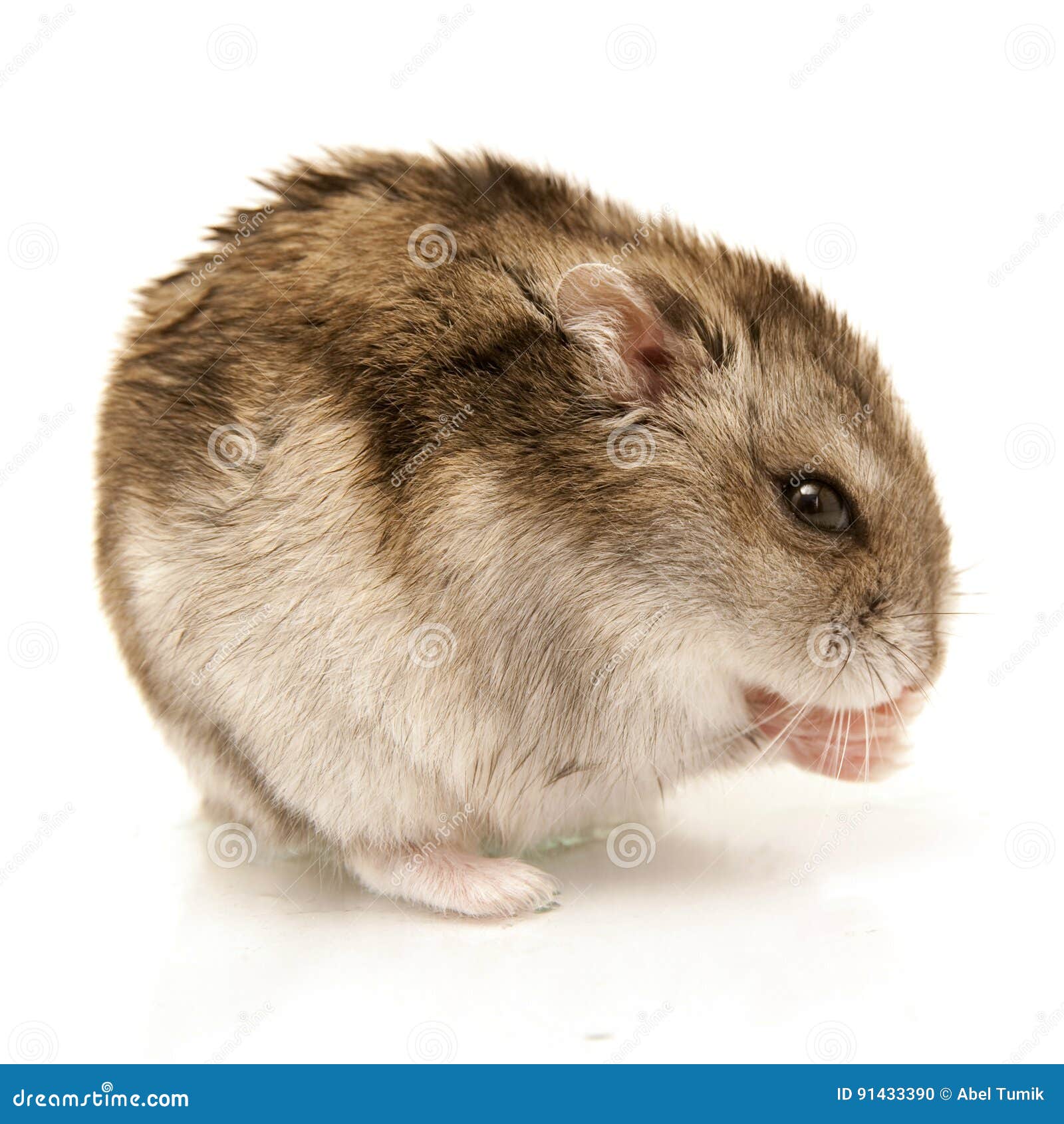 Hamster stock foto. Image of hamster, dier, muis, neus - 91433390
