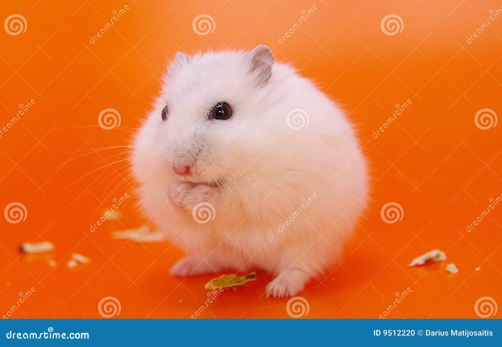 Hamster stock photo. Image of furry, animal, rodent, isolated - 9512220