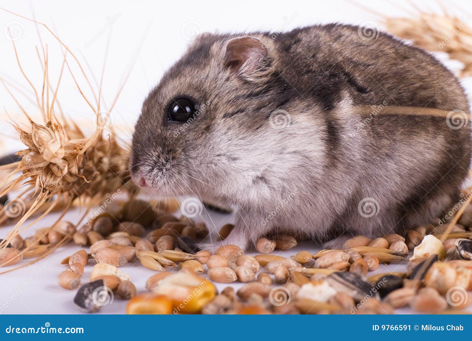 Hamster stock image. Image of grains, cute, cereal, paws - 9766591