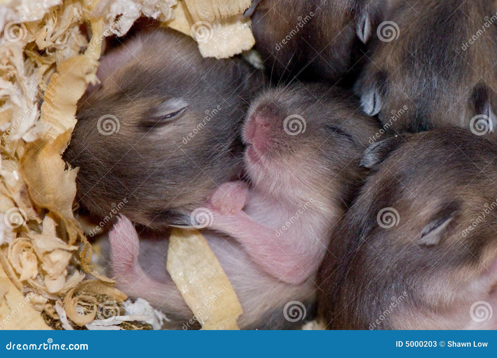 Hamster babies 11 stock image. Image of white, whiskers - 5000203