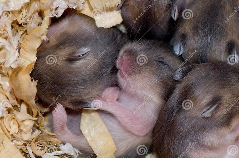 Hamster babies 11 stock image. Image of white, whiskers - 5000203