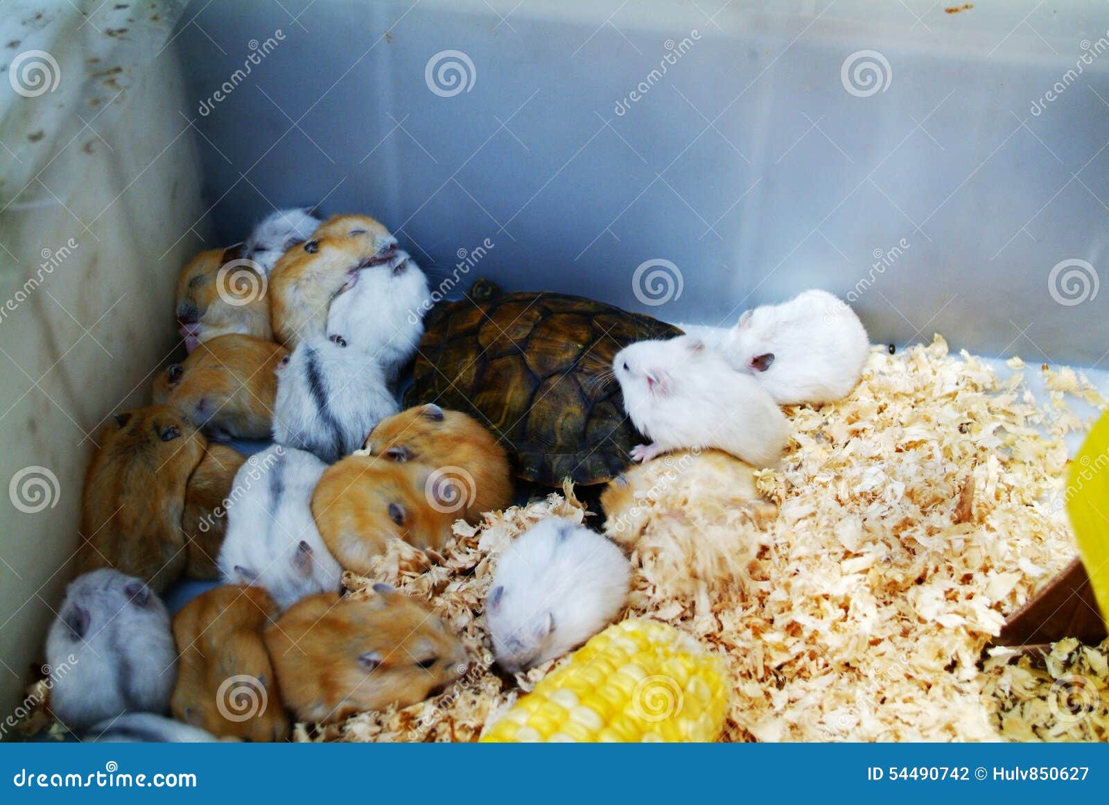 Dwarf Turtles Sit On Stones In The Temple. Royalty-Free Stock ...