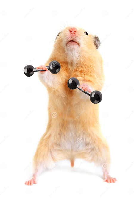 Hamster with bar stock photo. Image of humorous, fluffy - 23359488