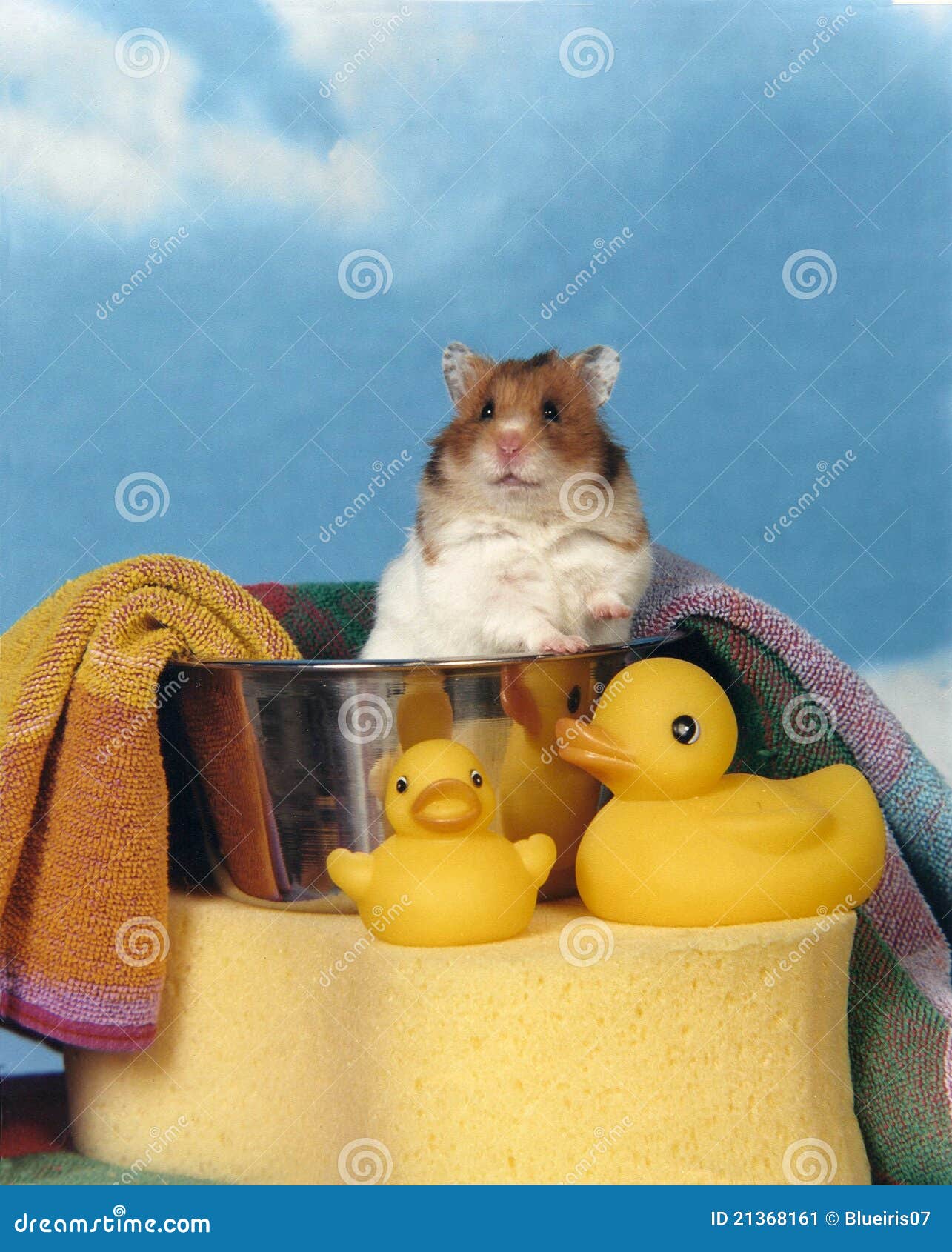 Hamster in a bath tub stock image. Image of duckies, waving - 21368161