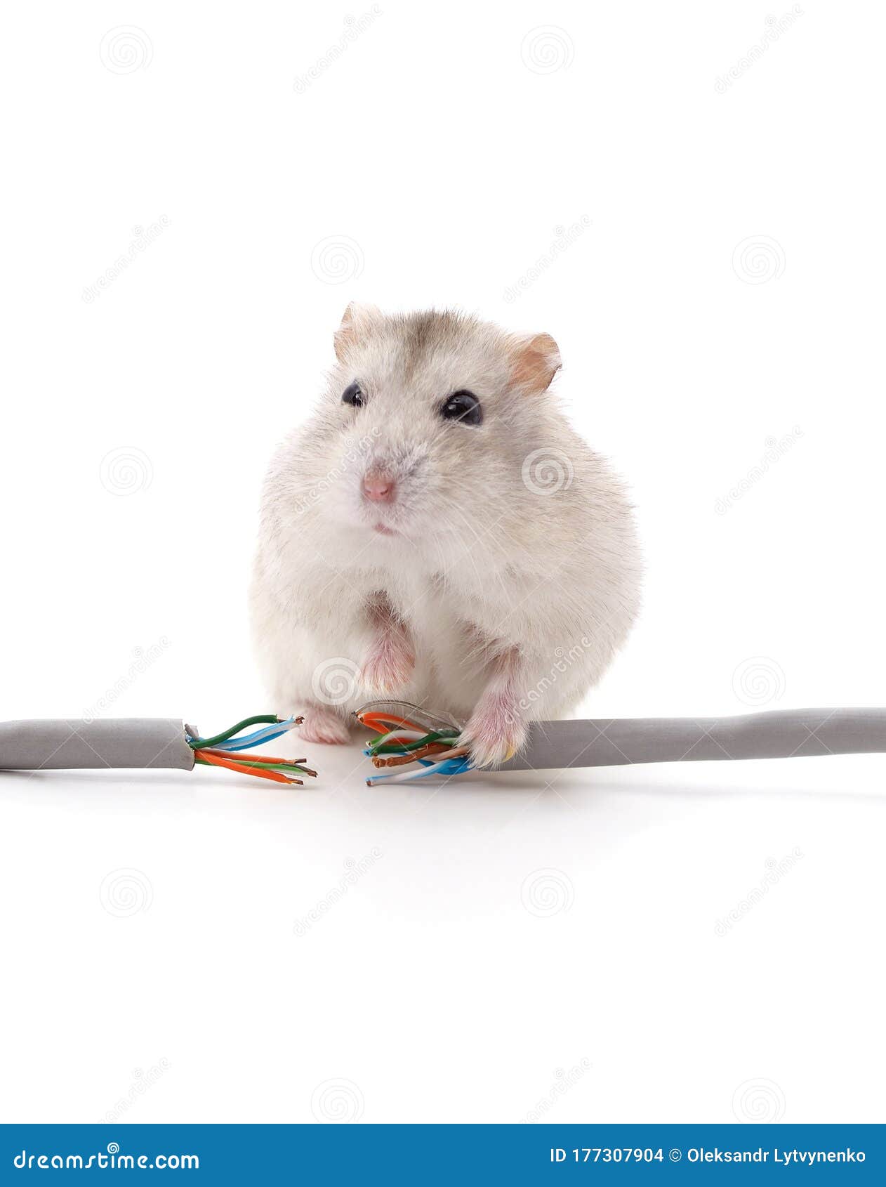 Hamster biting a cable stock photo. Image of damaged - 177307904