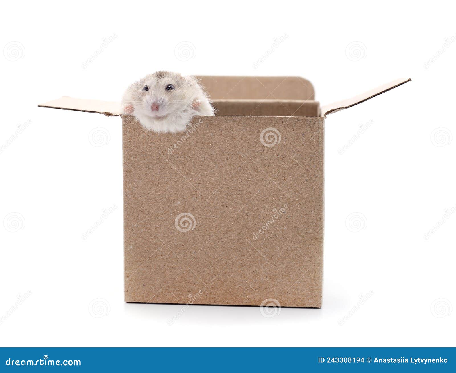 Hamster in the box stock photo. Image of hamster, element - 243308194