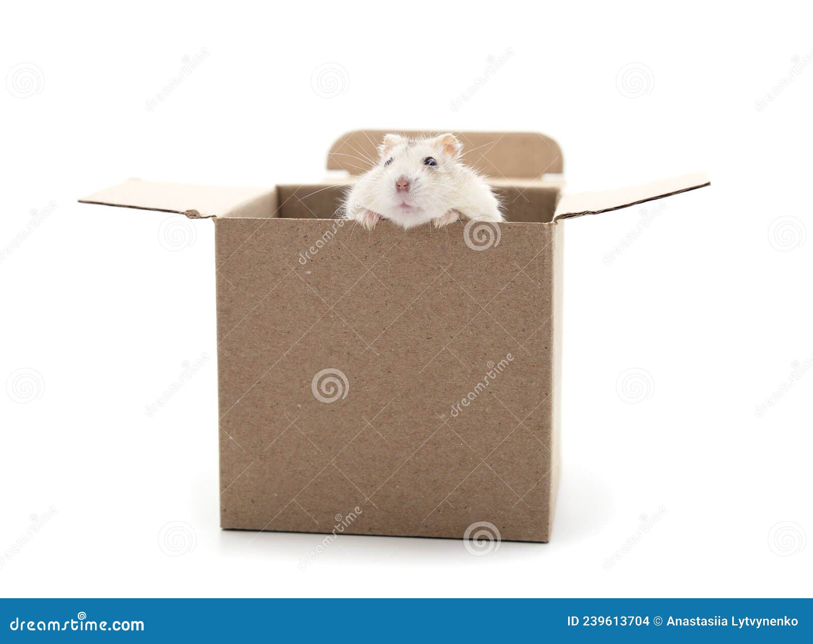 Hamster in the box stock photo. Image of cardboard, element - 239613704