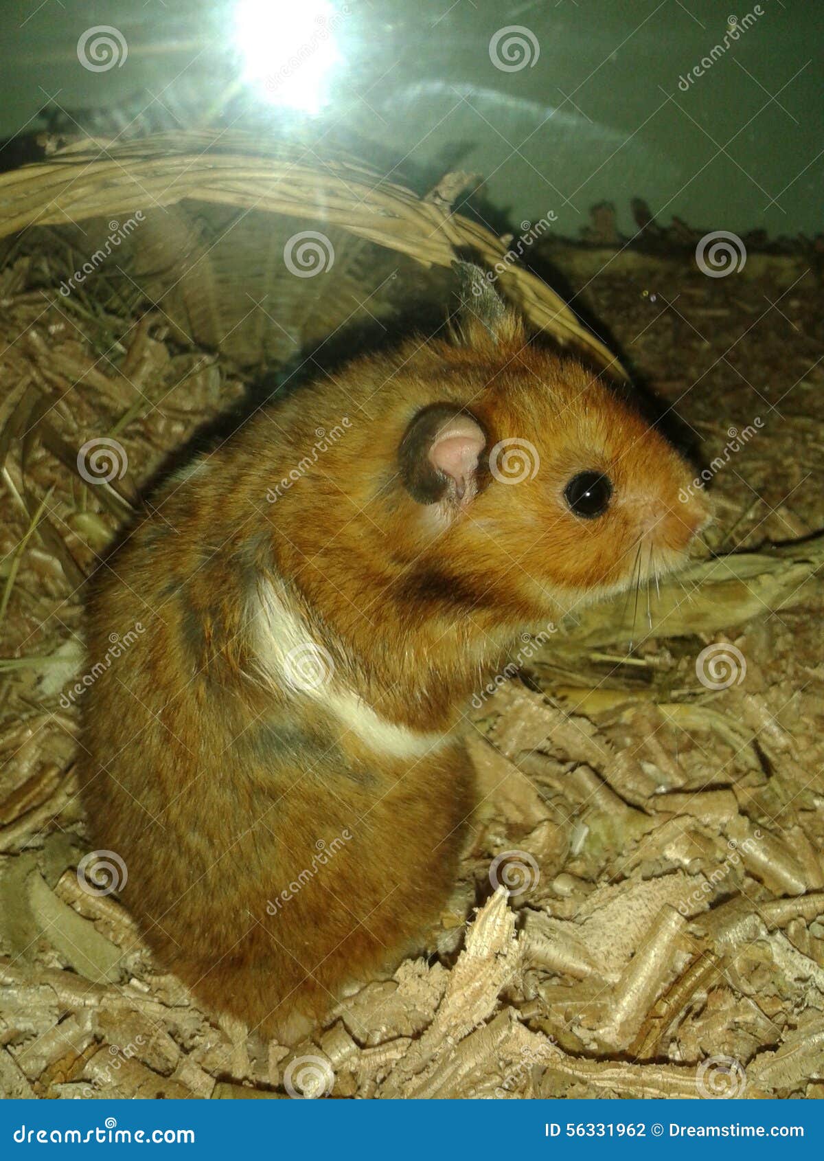 Hamster stock photo. Image of hungry, cute, animal, brown - 56331962