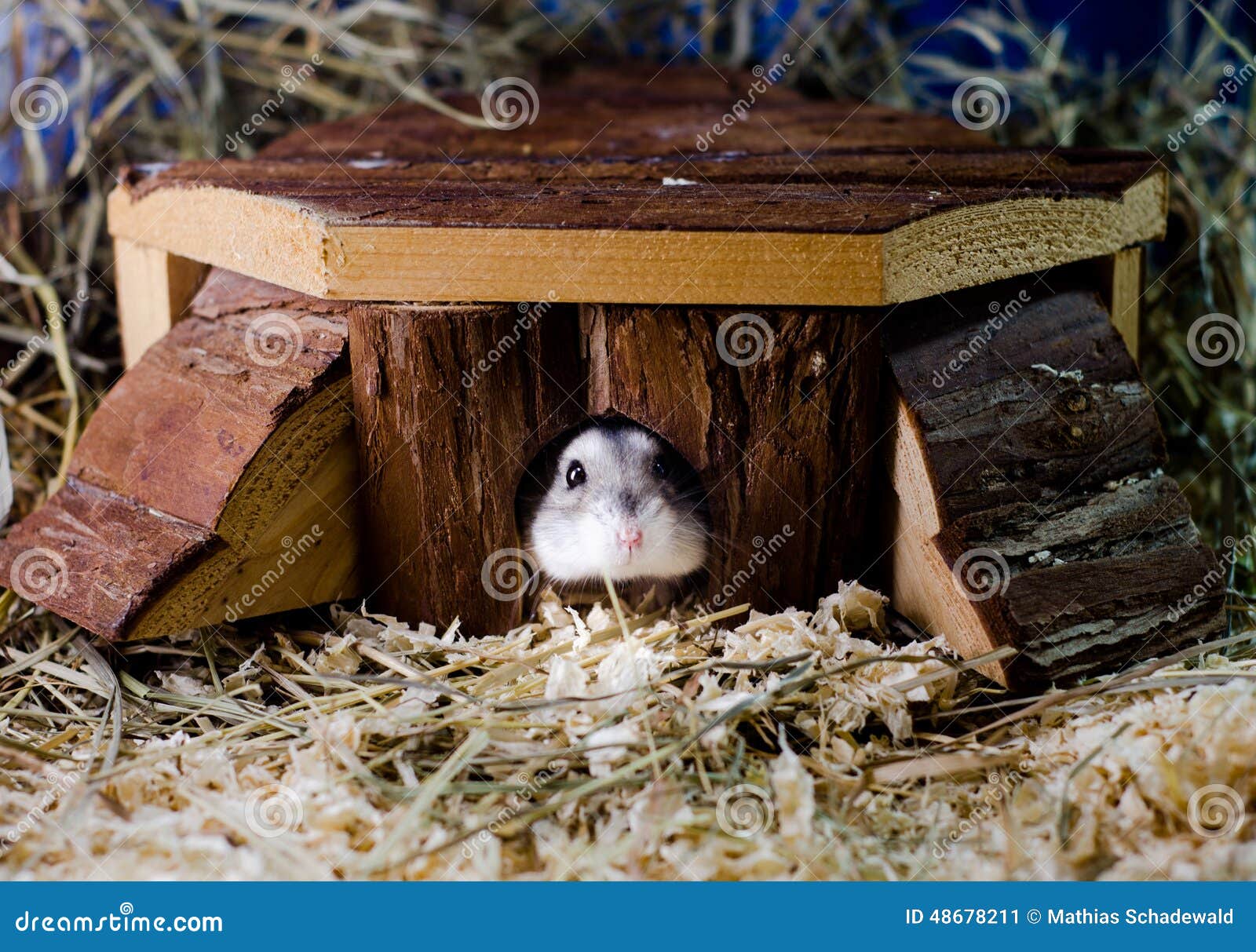 Hamster Cabin Stock Photos - Free & Royalty-Free Stock Photos from ...