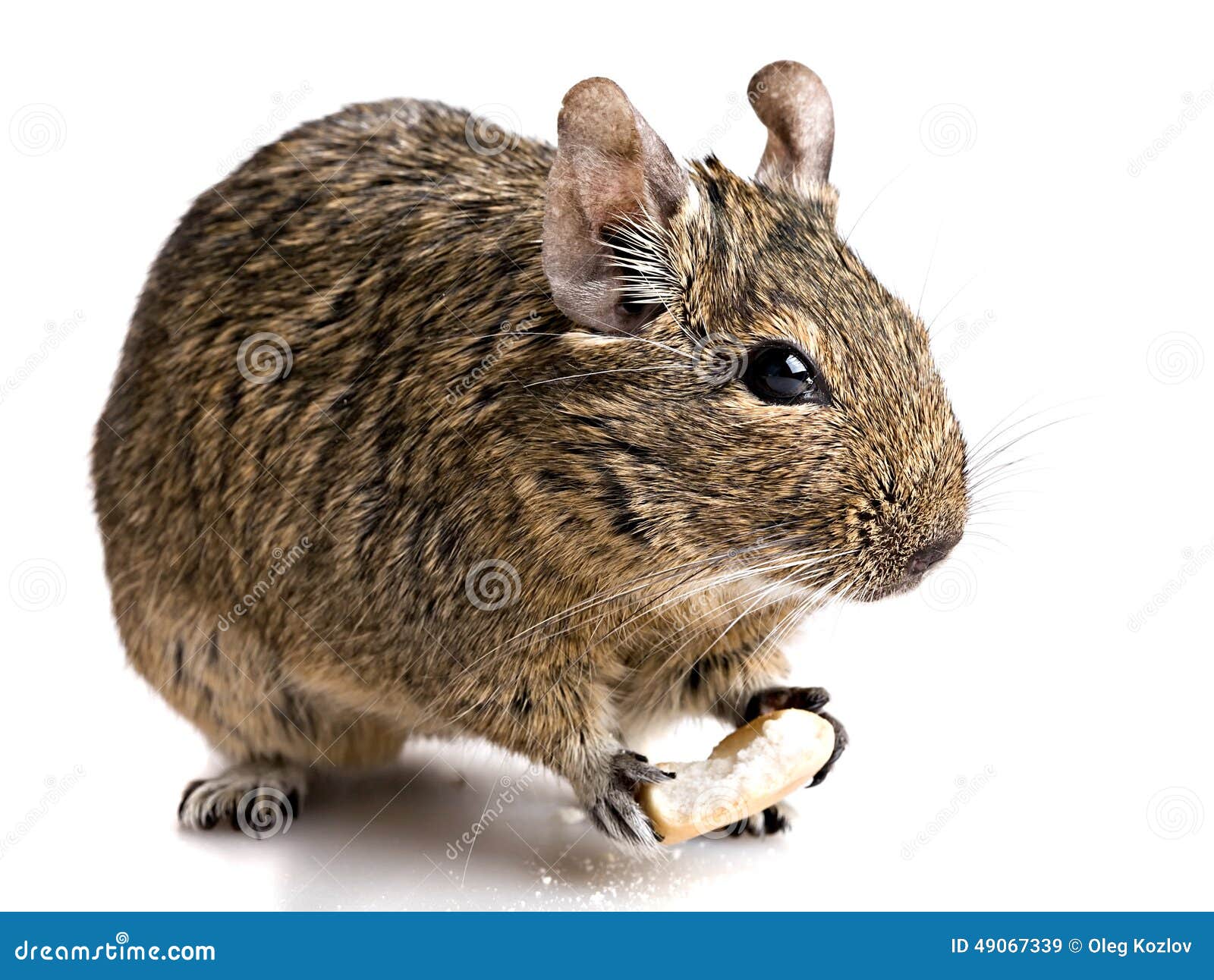 Hamster chewing bake stock image. Image of food, length - 49067339