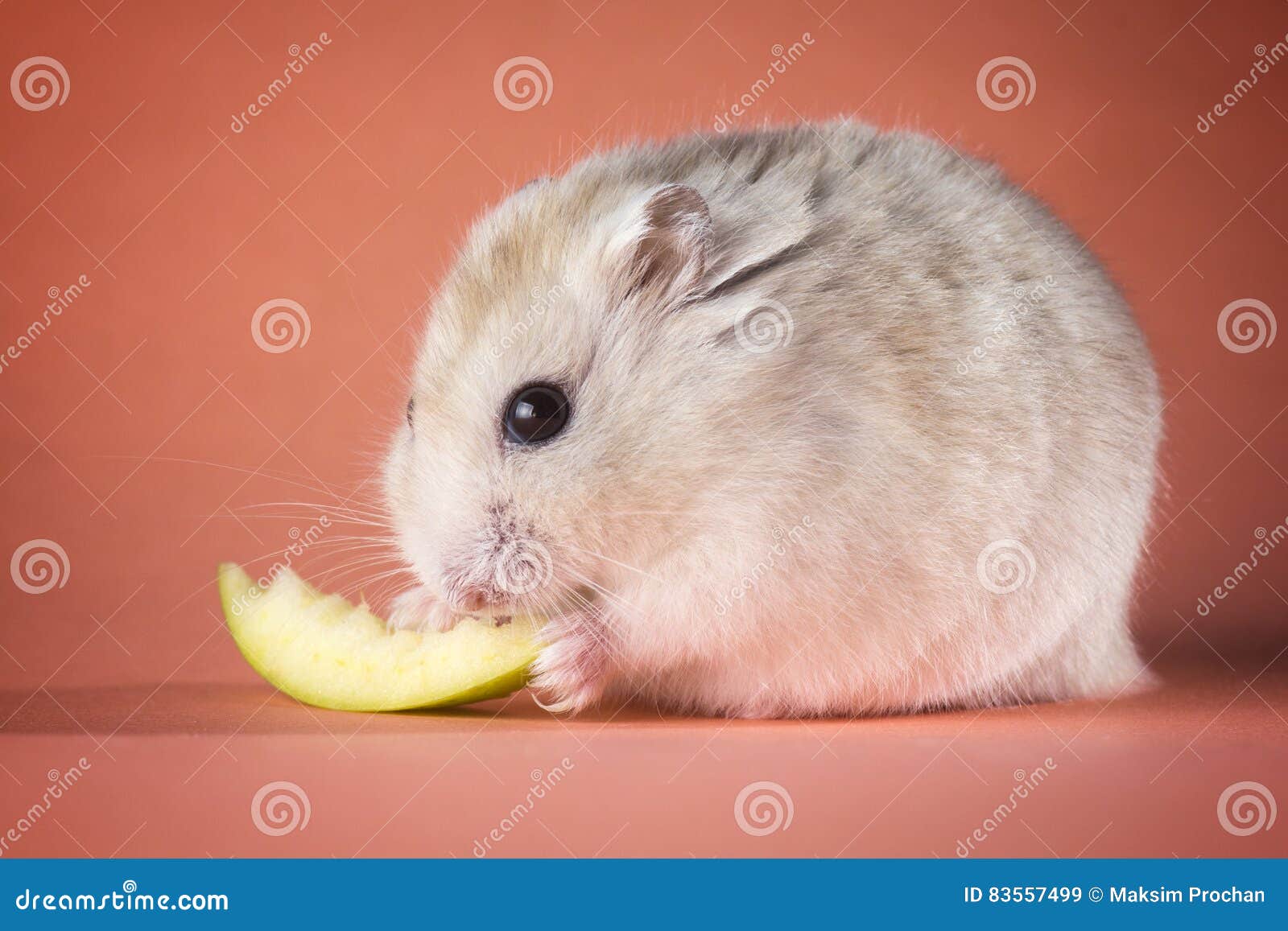 Hamster Chewing a Slice of Green Apple Stock Image - Image of cute ...
