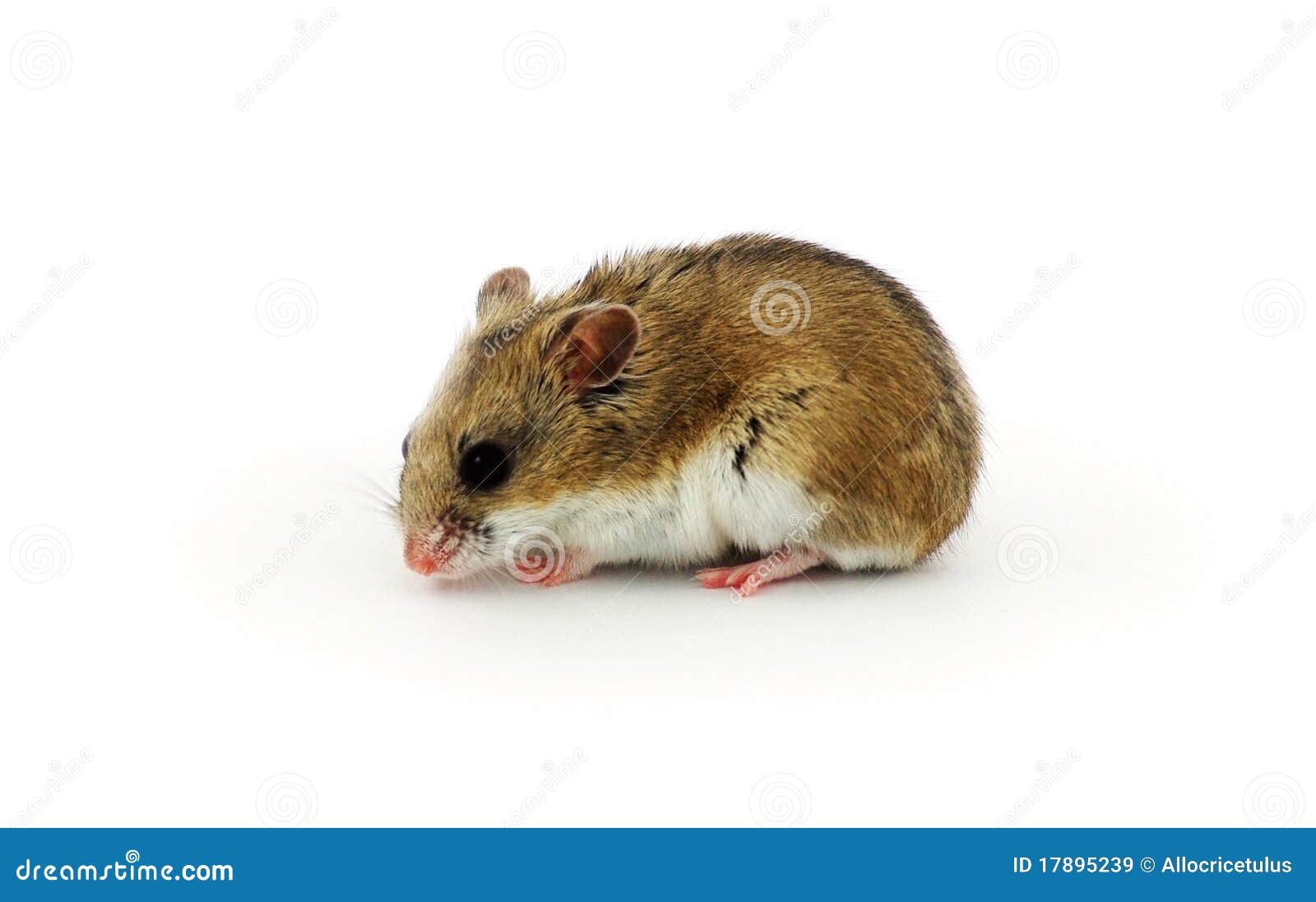 Hamster chinois image stock. Image du souris, fermer - 17895239