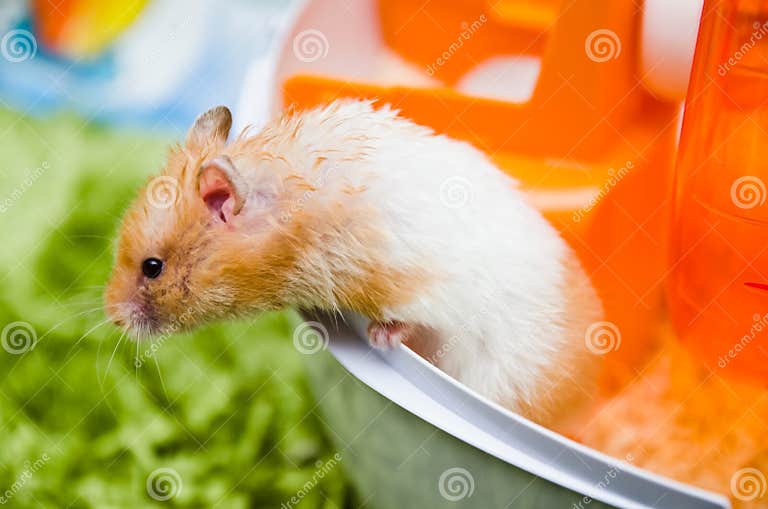 Hamster Climbing Out stock image. Image of furry, pets - 24863337