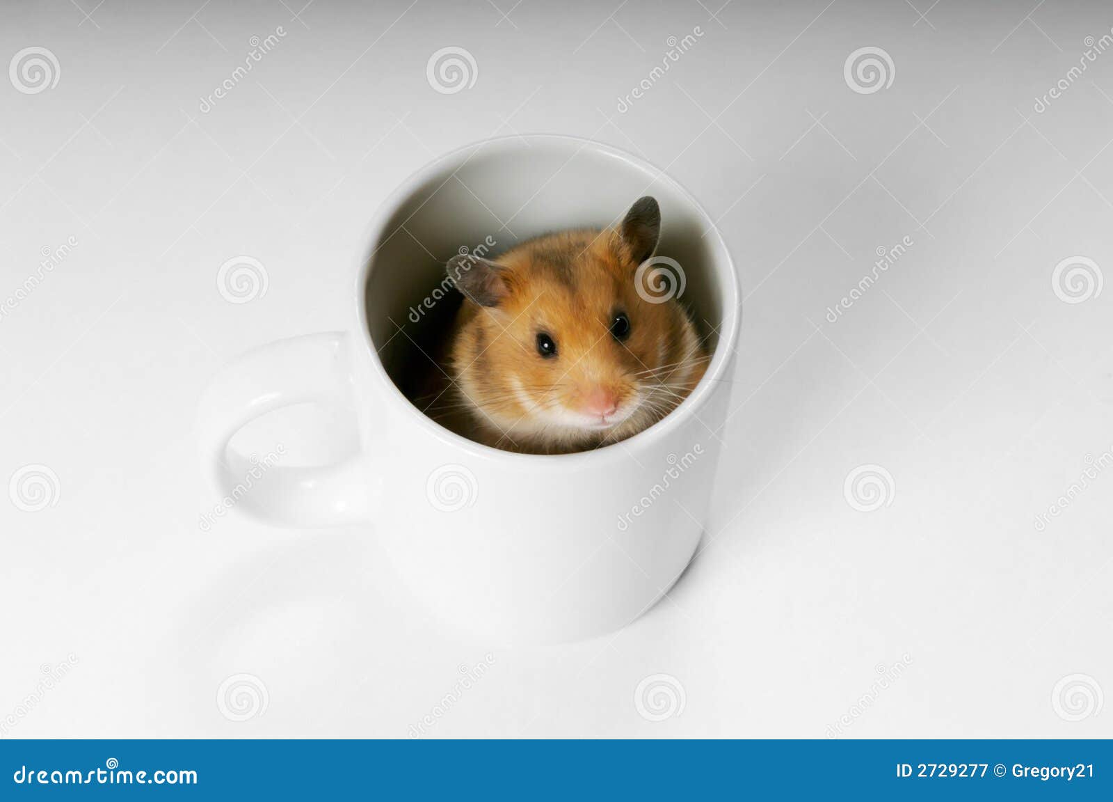 Hamster in coffee mug stock image. Image of full, teddy - 2729277