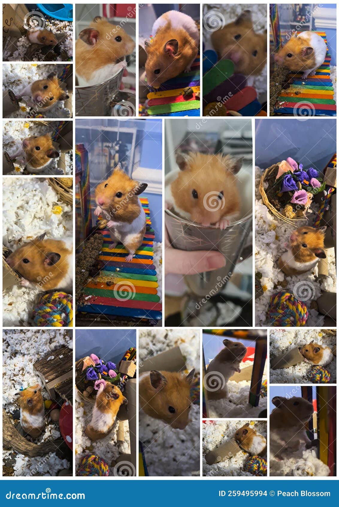 Hamster Collage Cuteness Stock Photos - Free & Royalty-Free Stock ...