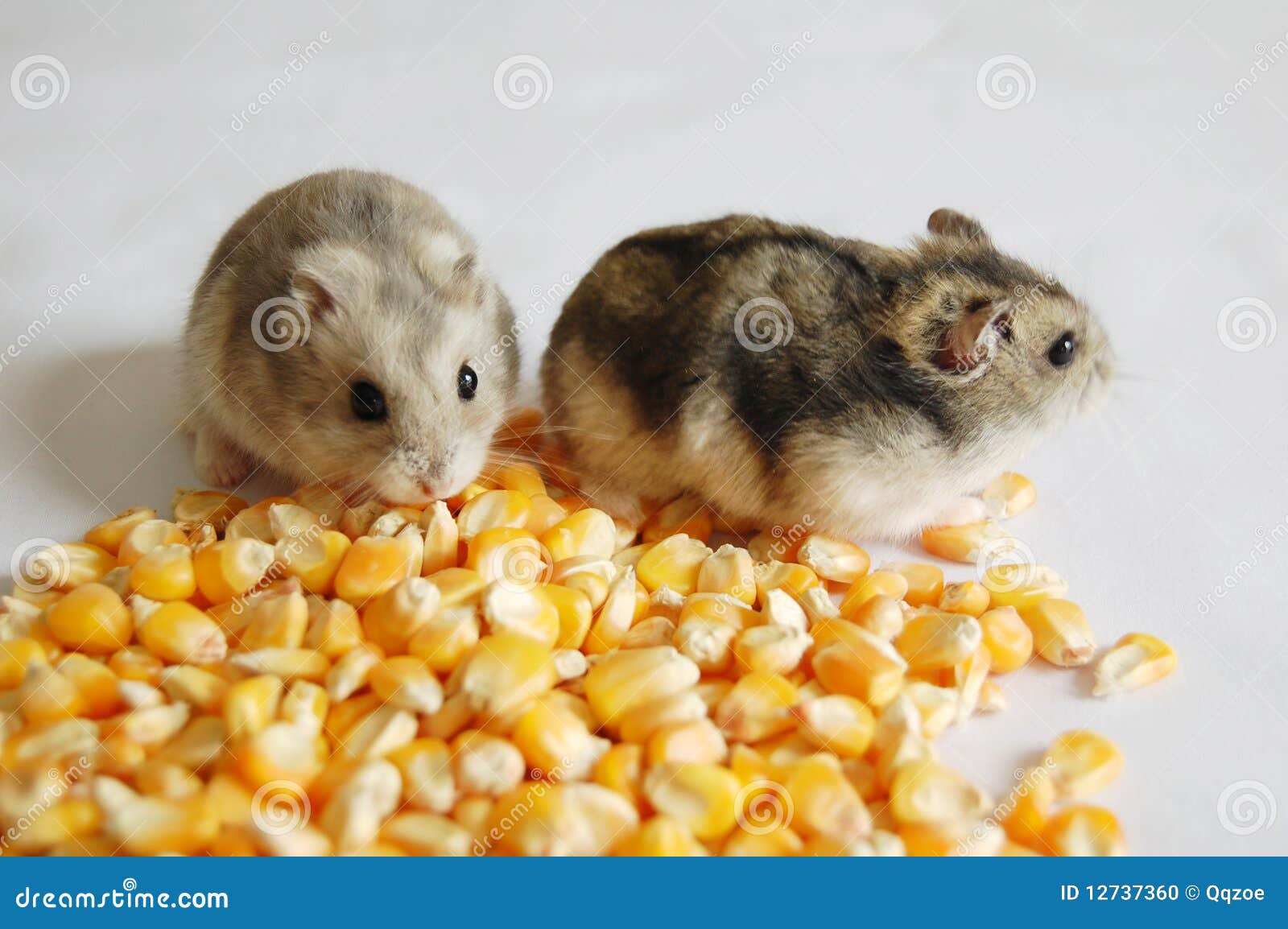 Hamster with corn stock photo. Image of like, animal - 12737360