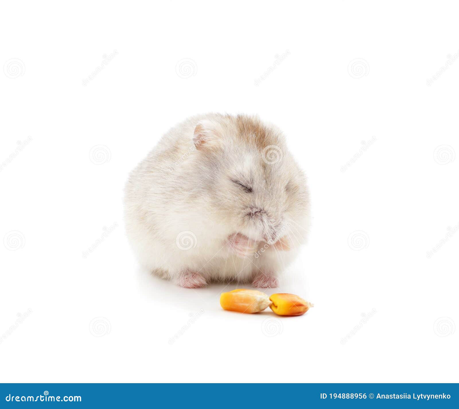 Hamster with corn stock photo. Image of baby, chinchilla - 194888956
