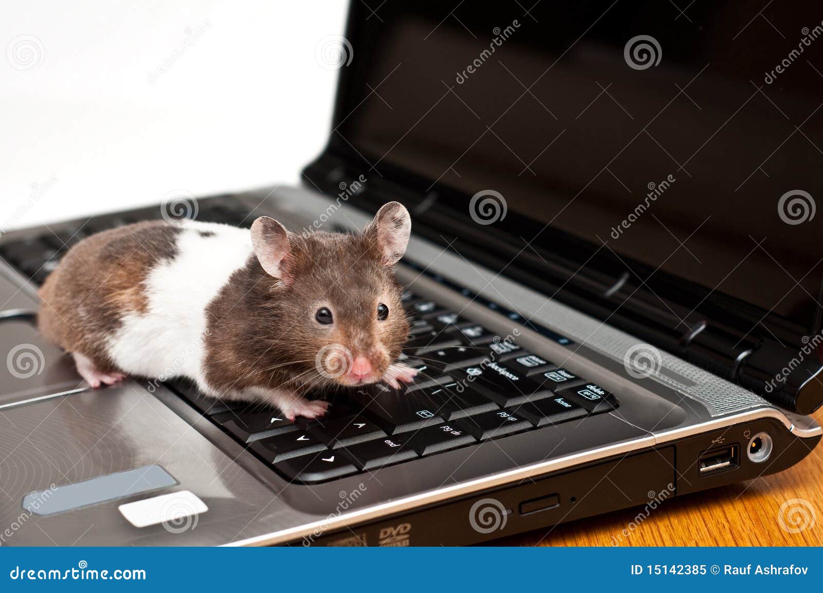 Hamster Crawling on Top of a Laptop Stock Image - Image of surprise ...