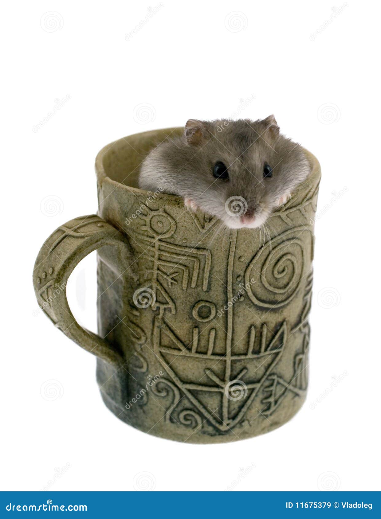 Hamster in a cup stock image. Image of fluffy, pets, container - 11675379