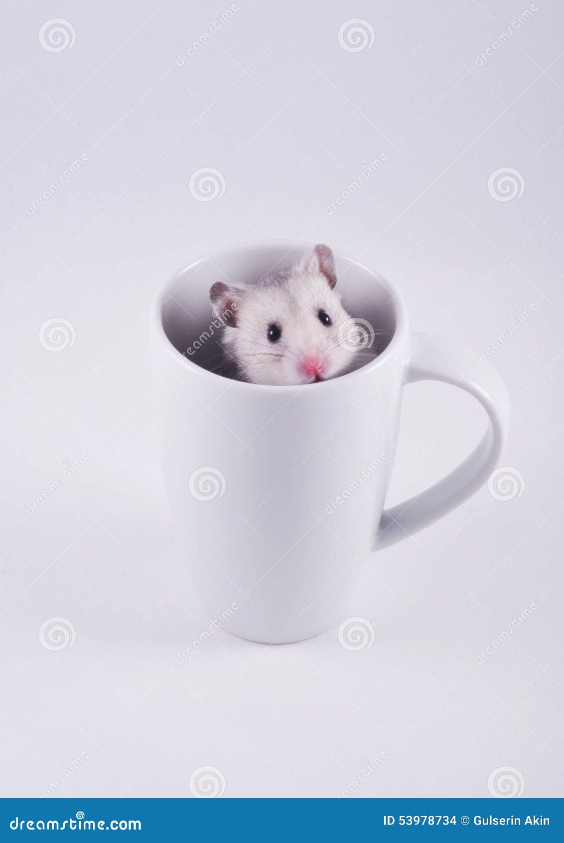 Hamster in cup stock photo. Image of surprise, mice, furry - 53978734