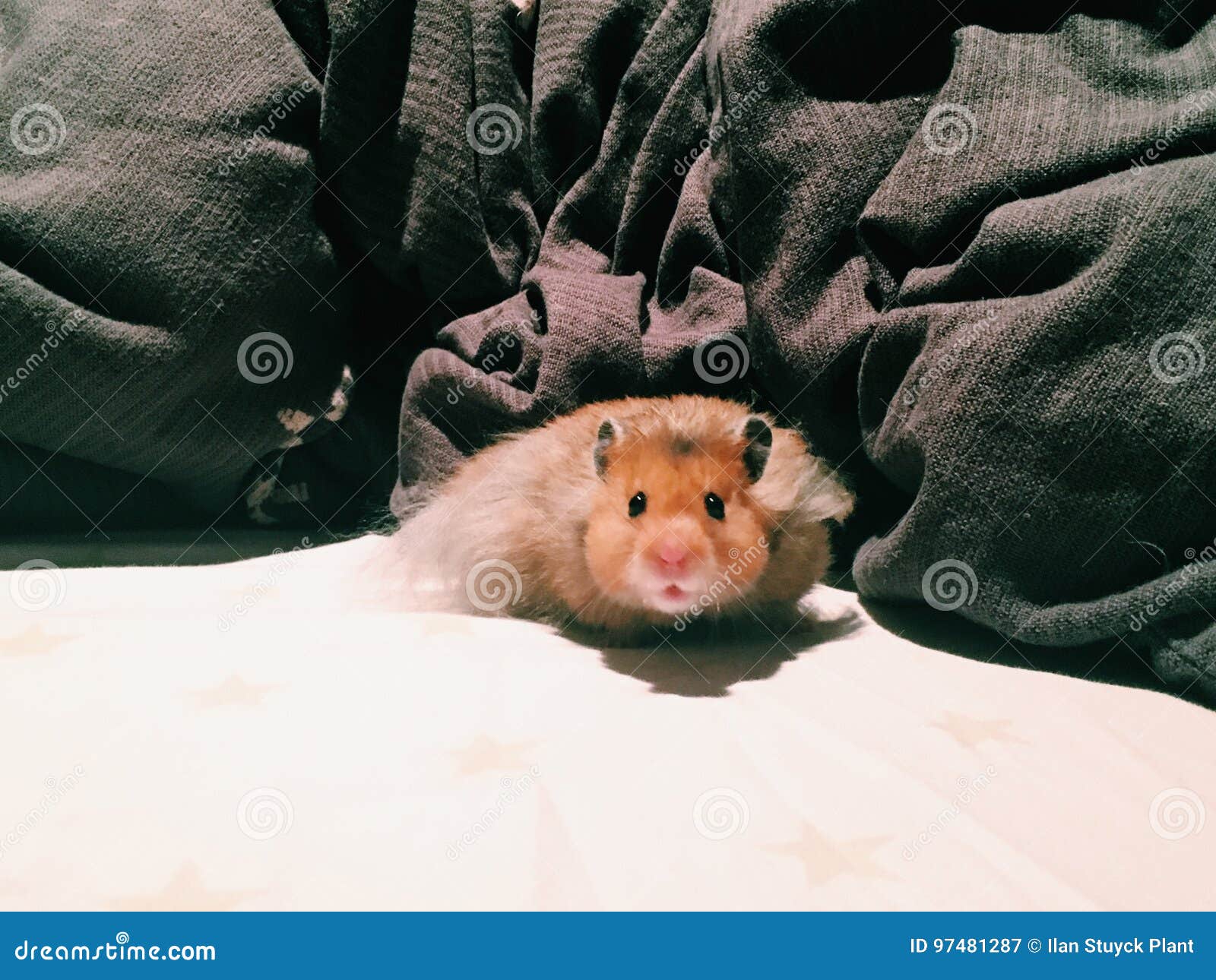 Hamster stock image. Image of hamster, male, cute, posing - 97481287