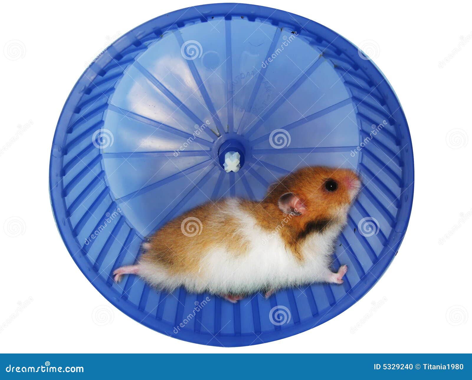 Hamster dans une roue photo stock. Image du exercice, hamster - 5329240