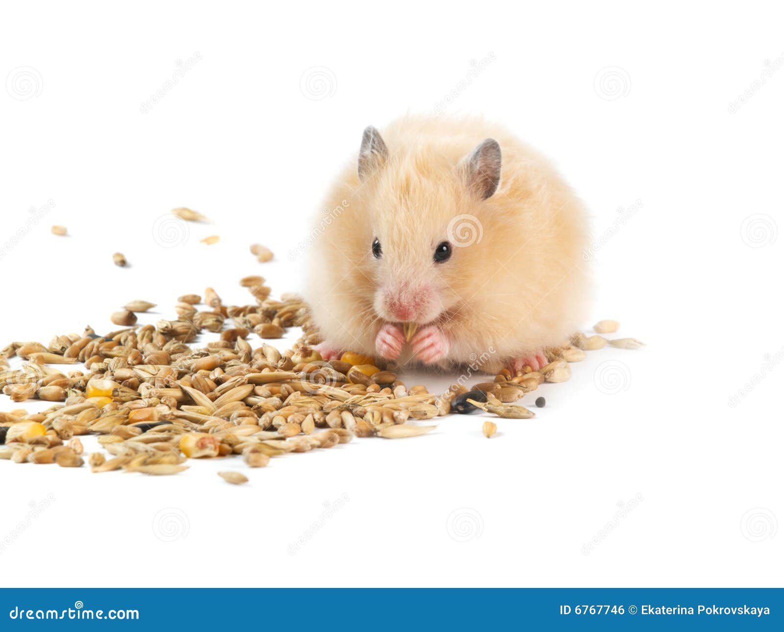 Hamster de textures photo stock. Image du syrien, mammifère - 6767746