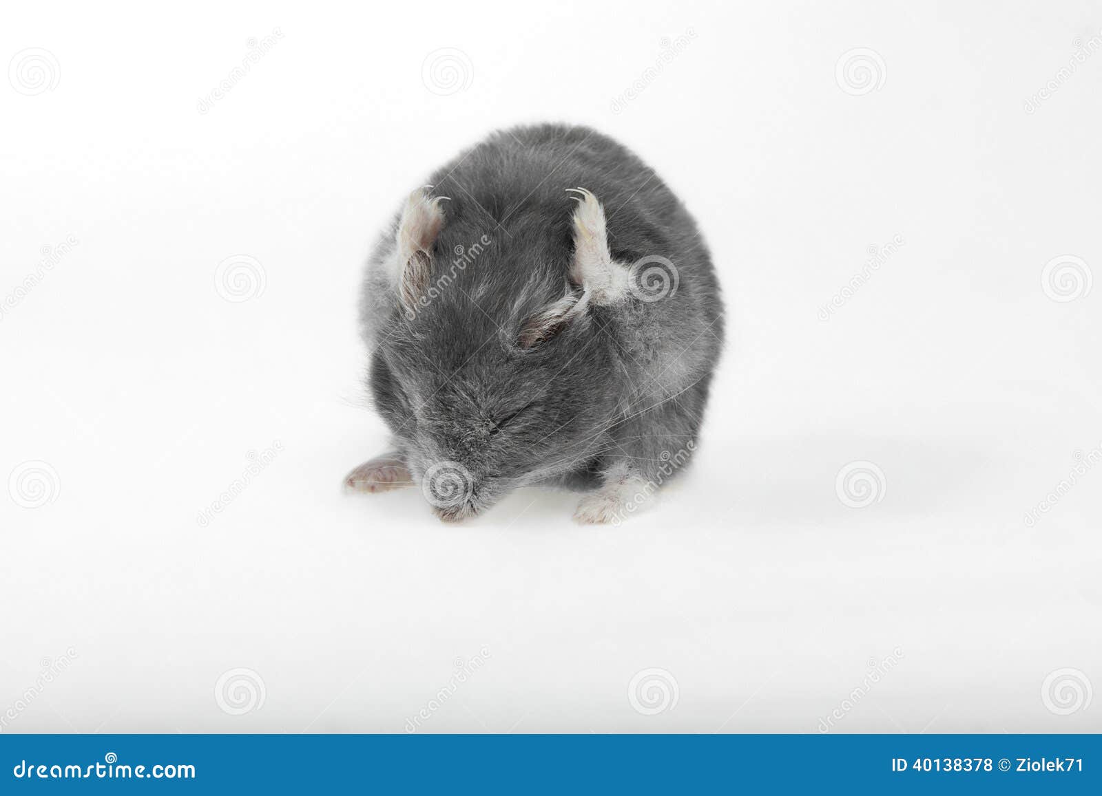 Hamster in despair stock photo. Image of furry, hair - 40138378
