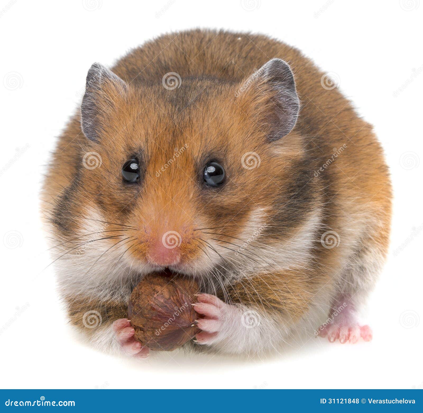 Hamster die een noot eten stock foto. Image of huisdier - 31121848