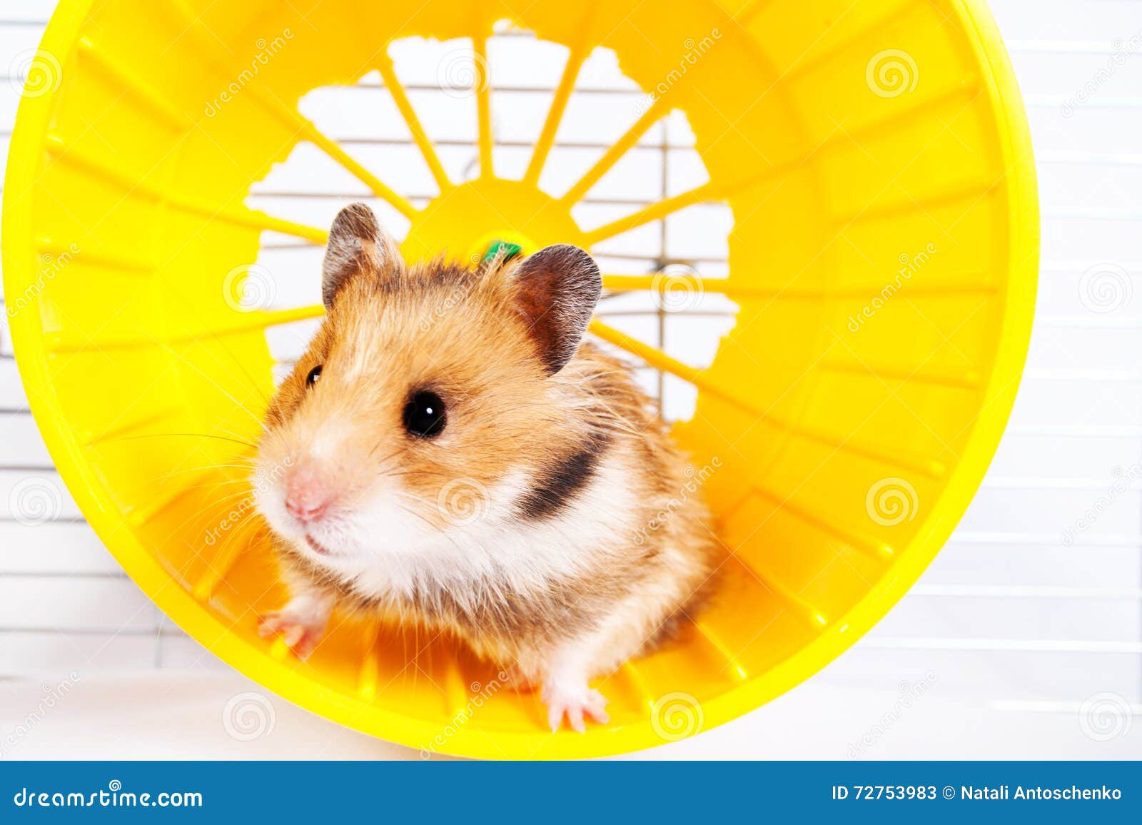 Hamster Die in Het Lopende Wiel Lopen Stock Afbeelding - Image of ...