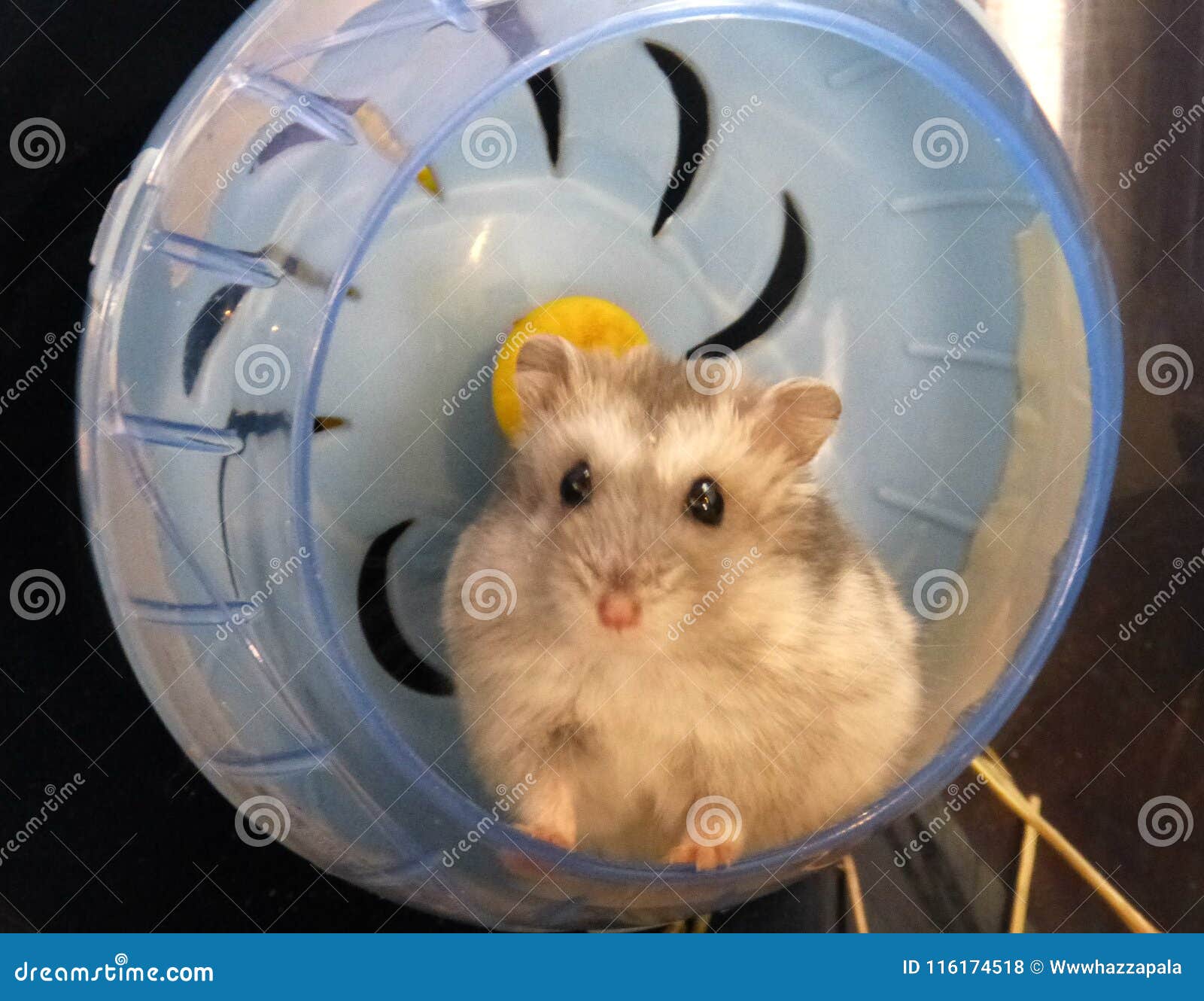 Hamster Do Russo Em Sua Roda Foto de Stock - Imagem de pets, preto ...