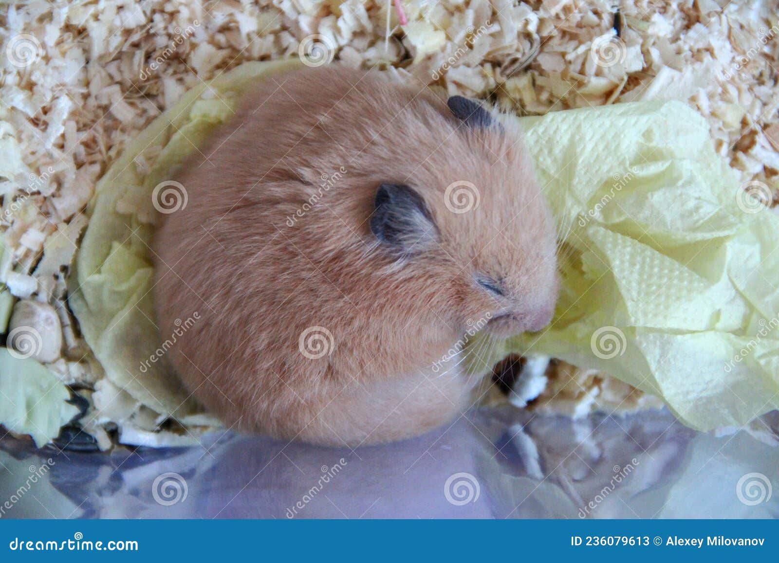 Hamster duerme en su jaula imagen de archivo. Imagen de lecho - 236079613