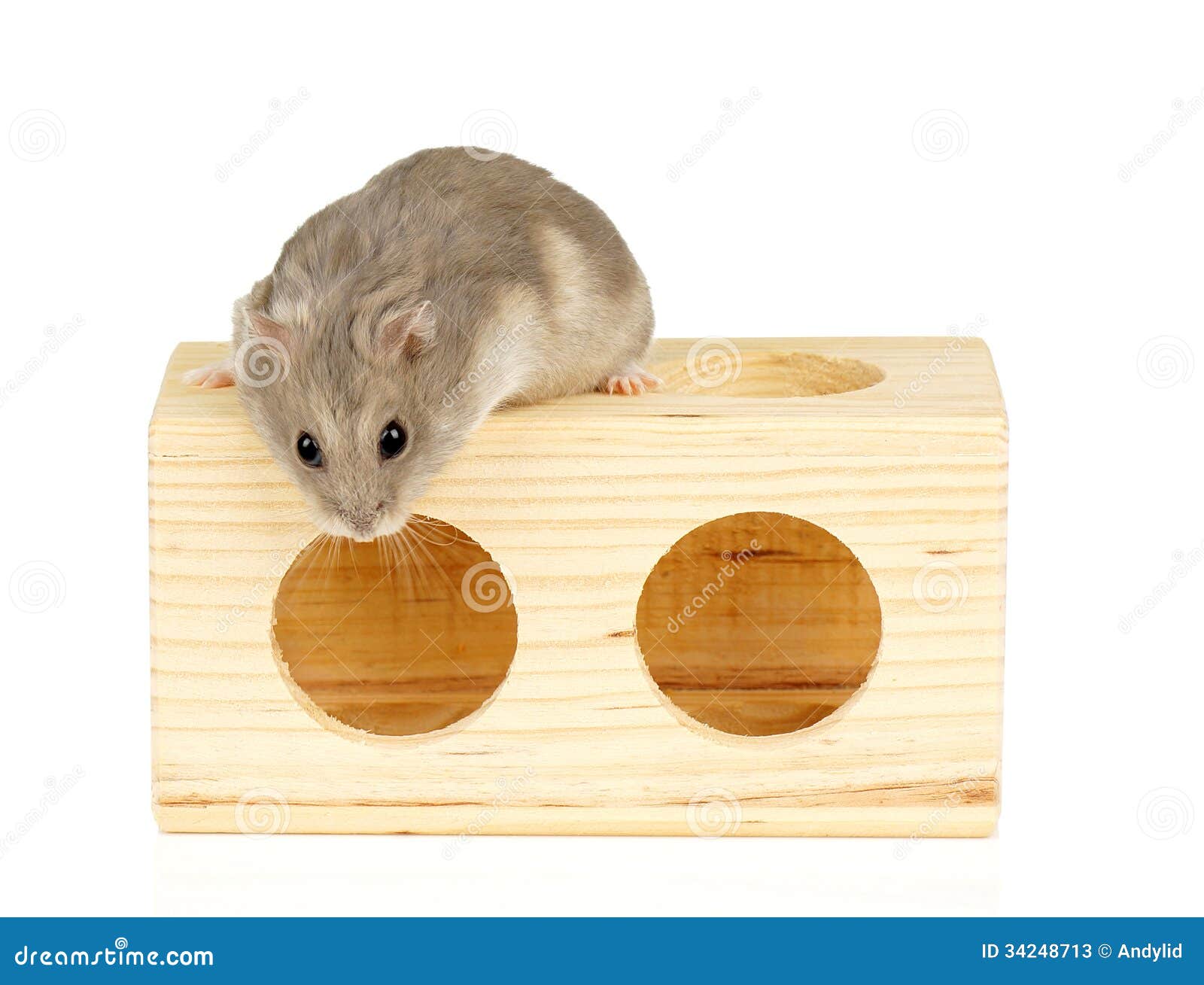 Hamster stock image. Image of cuddly, small, sitting - 34248713