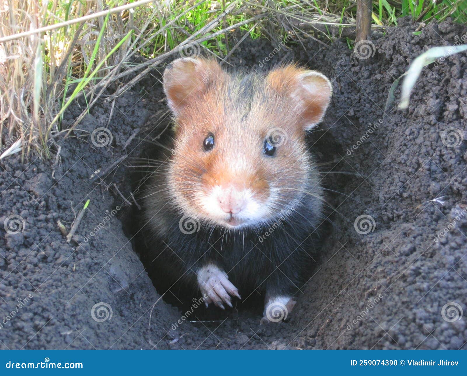 Hamster in an earthen hole stock photo. Image of mammal - 259074390