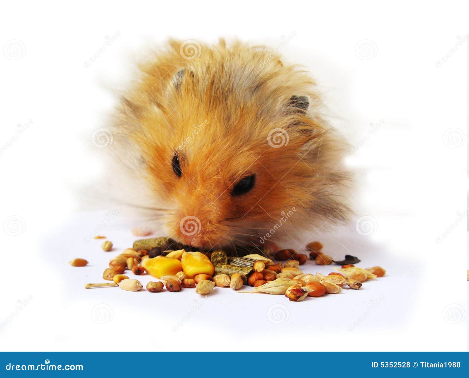Hamster eating stock photo. Image of funny, macro, nourishment - 5352528