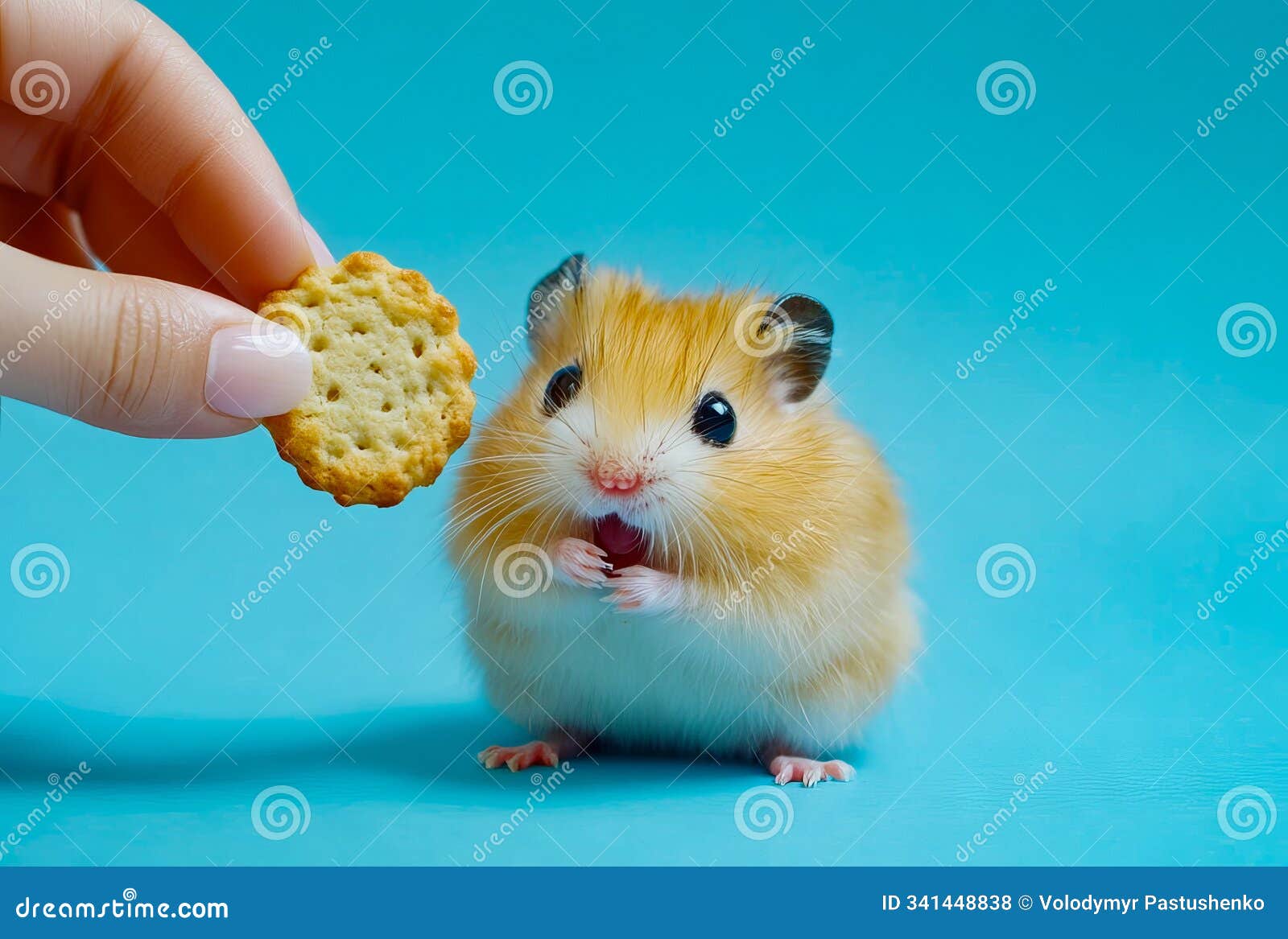 A Hamster Eating a Cracker from a Hand Stock Photo - Image of hamster ...