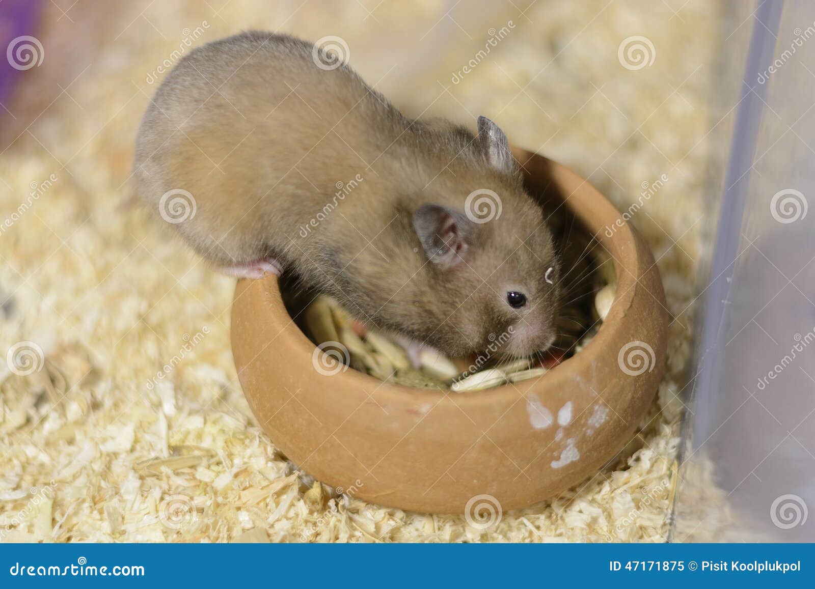 Hamster eating stock image. Image of appetite, hamster - 47171875