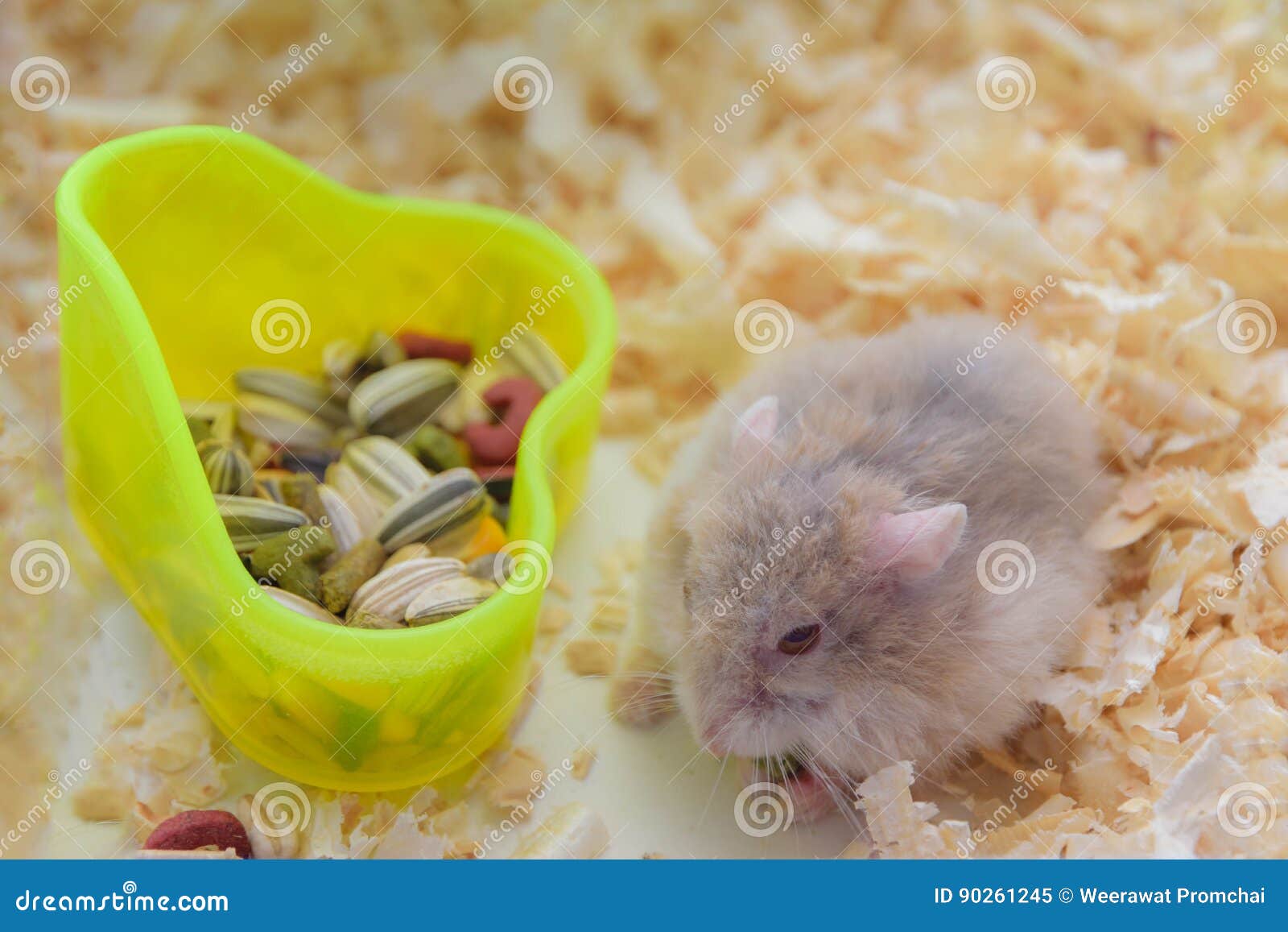 Hamster eating stock image. Image of young, cute, habitat - 90261245