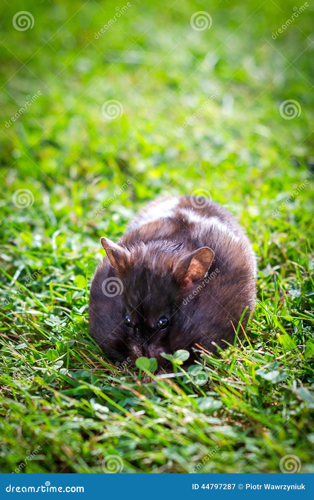 Hamster eating grass stock image. Image of meal, closeup - 44797287
