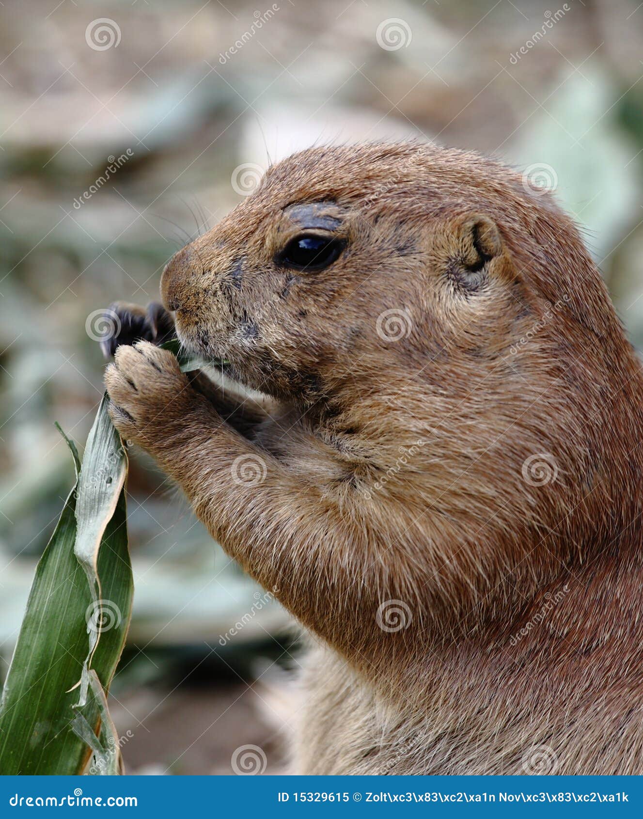 Hamster eating his food stock image. Image of cute, animal - 15329615