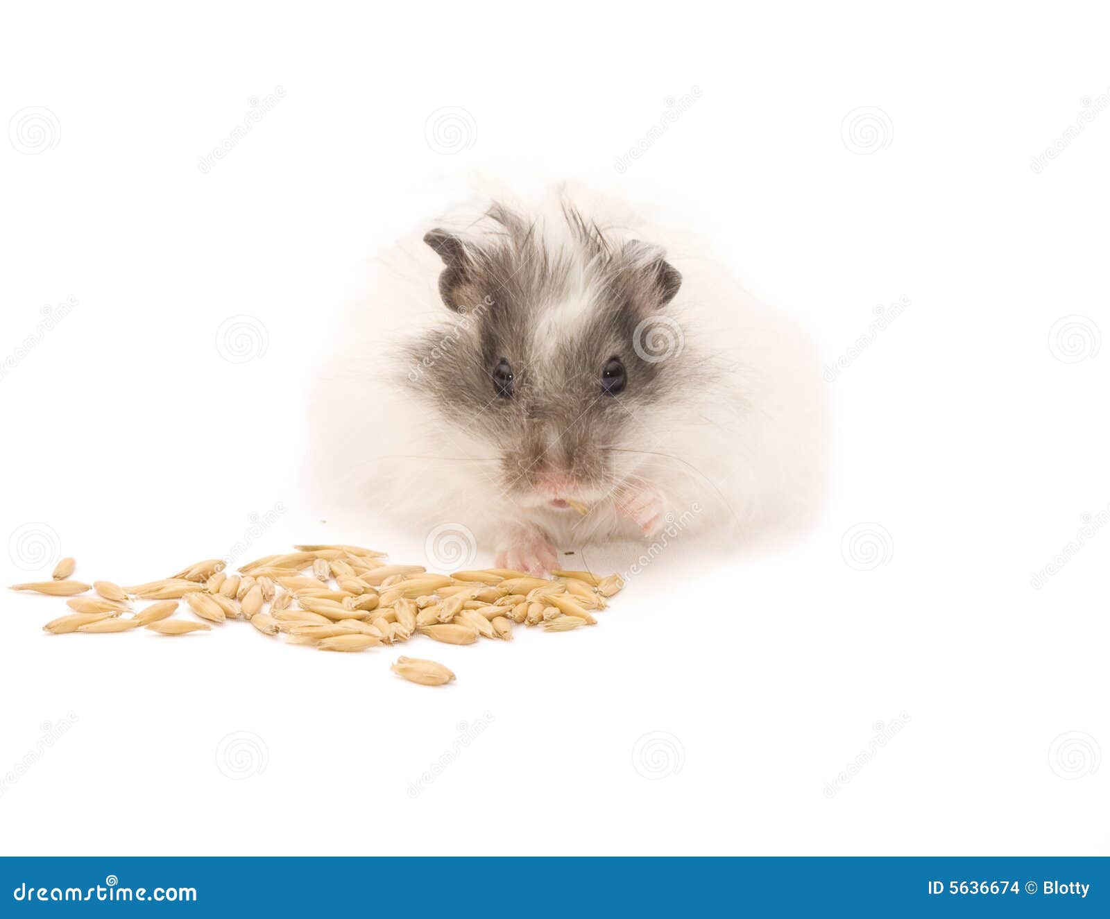 Hamster Eating Seeds On The Sunflower Stock Photography | CartoonDealer ...