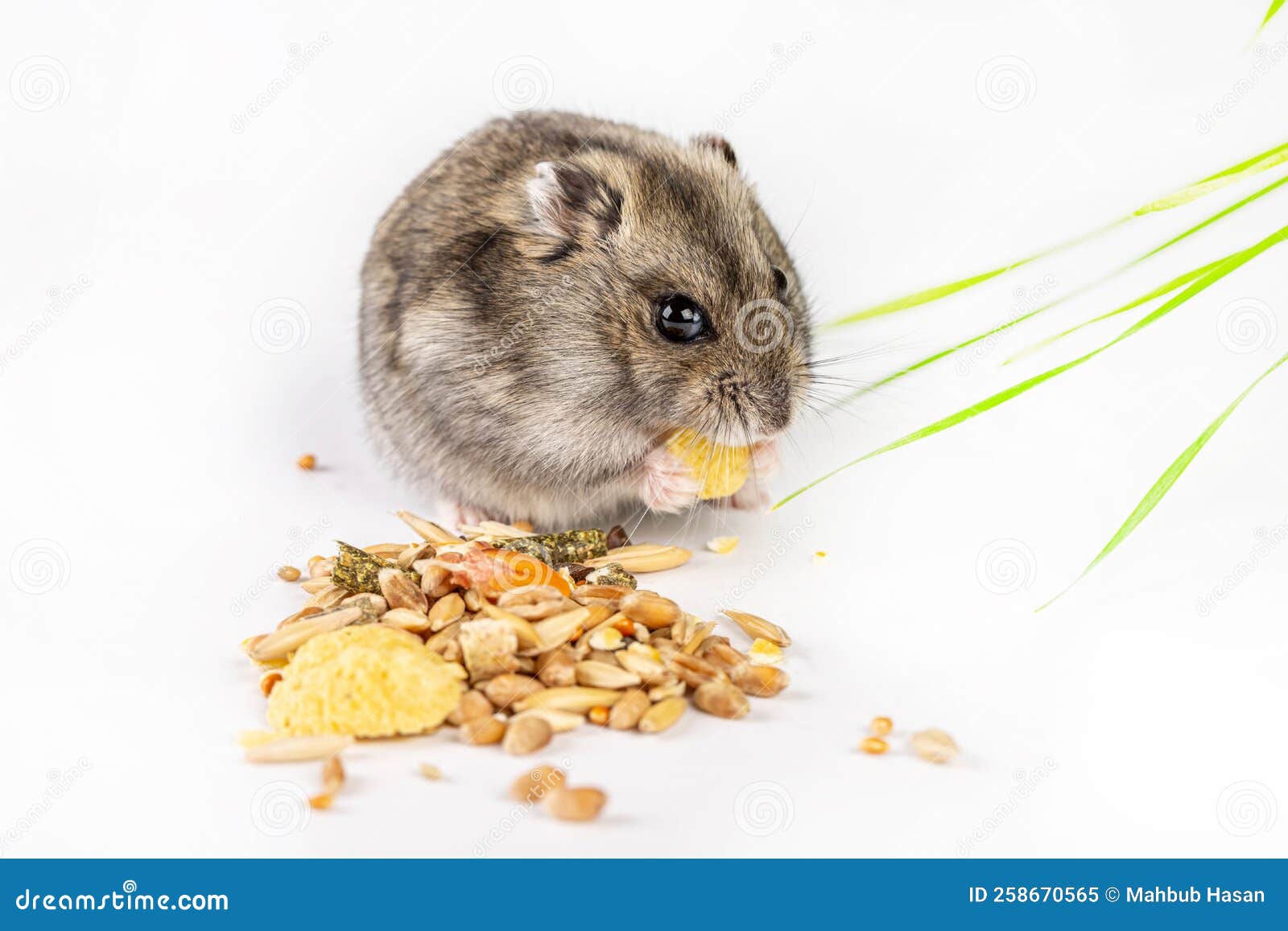 Hamster Eats on a White Background with Food in Its Paws Stock Image ...