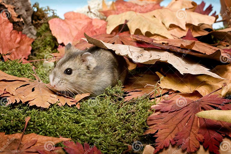 Hamster in the fall stock photo. Image of pest, fall - 11492368
