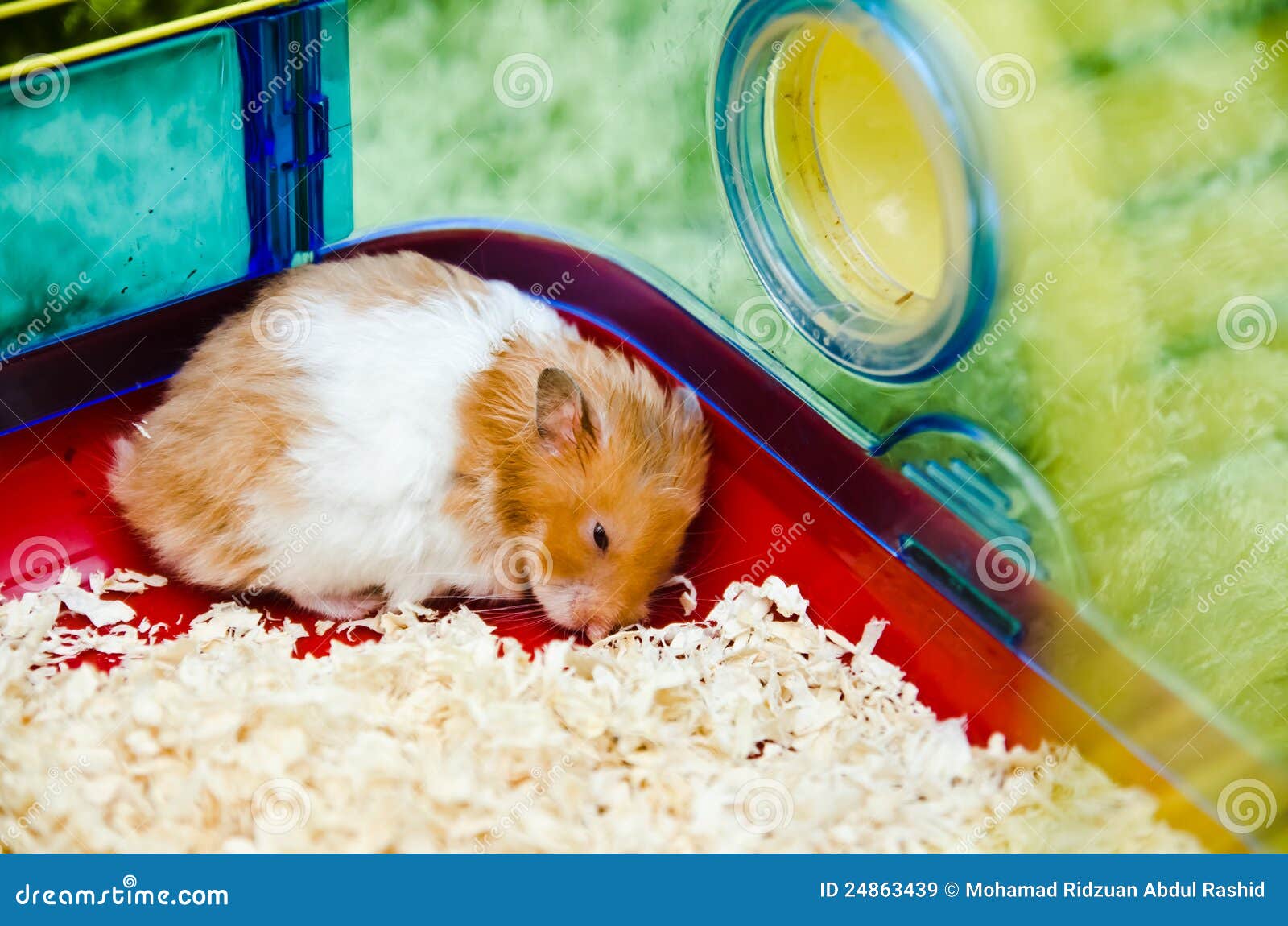 Hamster Falling Asleep stock image. Image of hamster - 24863439