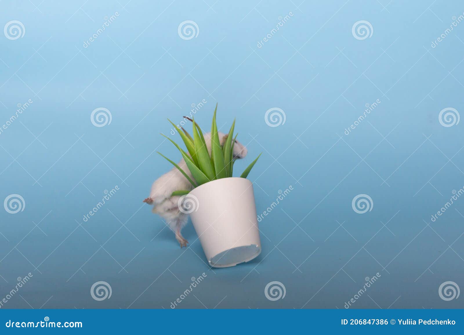 Hamster Falling Down. Epic Fail, Downfall Stock Photo - Image of ...