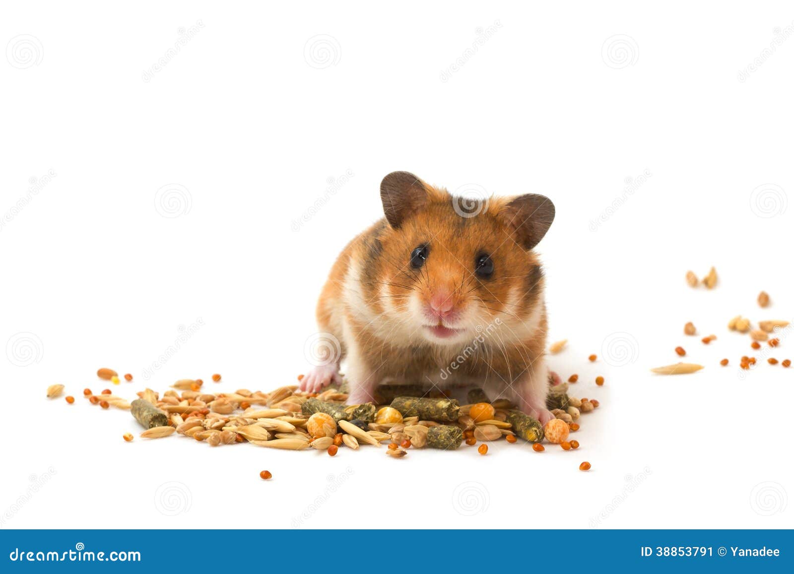 Hamster feed the hamster stock image. Image of isolated - 38853791
