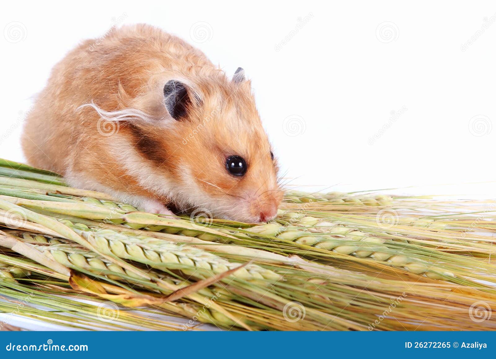 Hamster with food stock image. Image of crop, nose, animal - 26272265