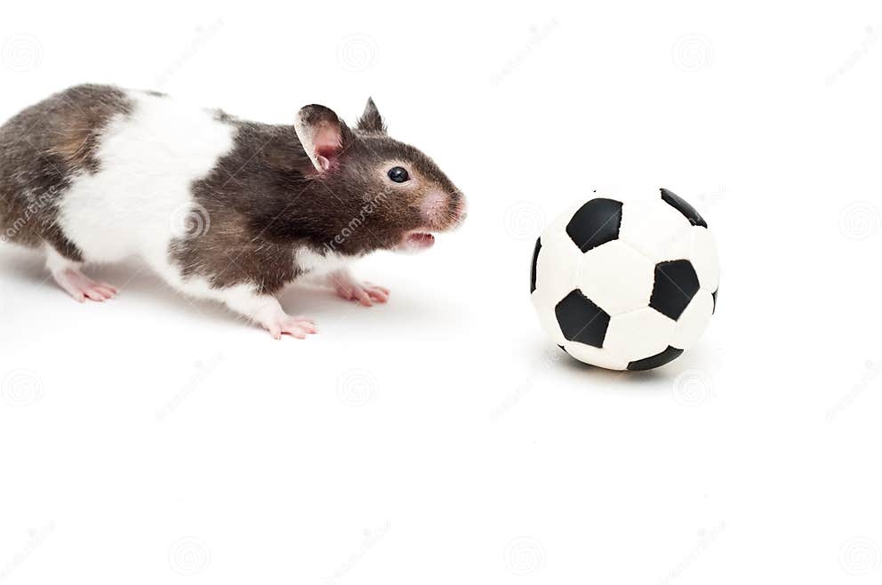 Hamster and football stock photo. Image of hair, furry - 14340930