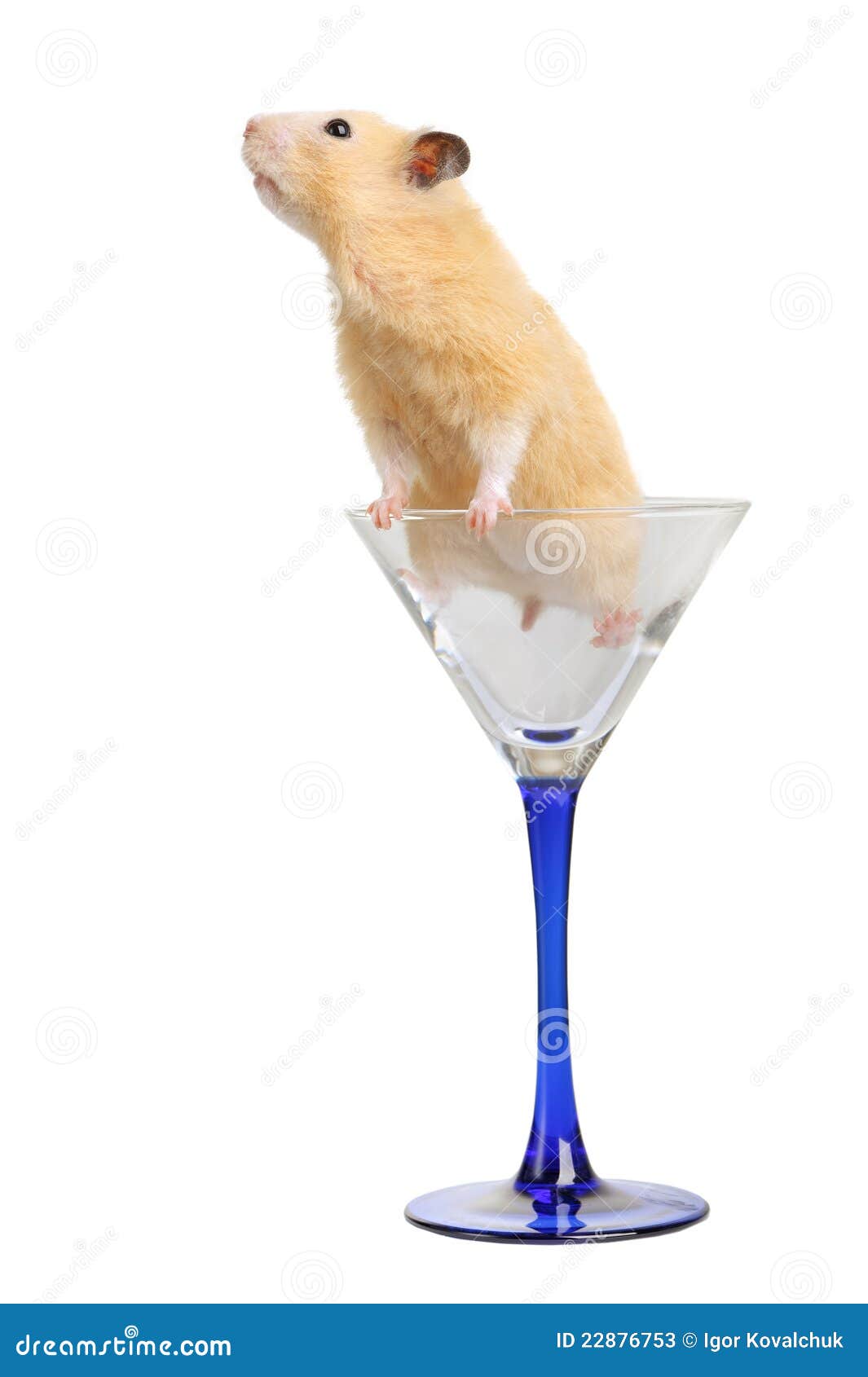 Hamster in glass stock image. Image of celebration, face - 22876753